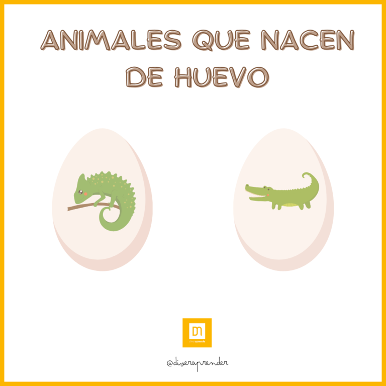 Animales que nacen de huevo – Diveraprender