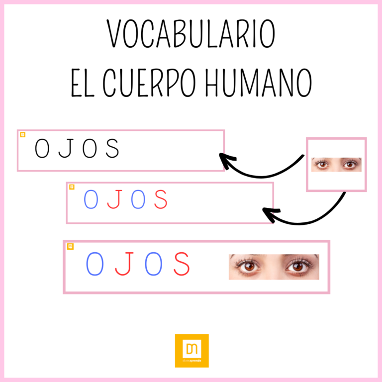 Vocabulario El cuerpo humano – Diveraprender